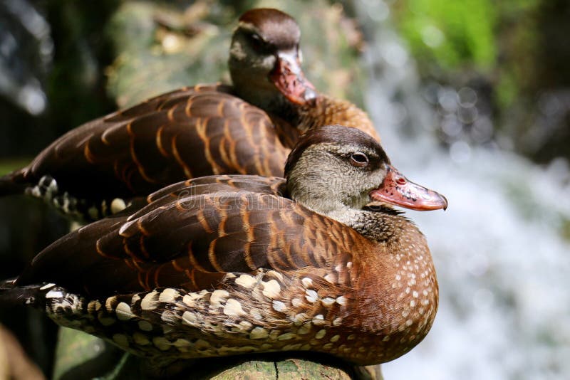 Chocolate duck stock photo. Image of relaxing, mallard - 85226480