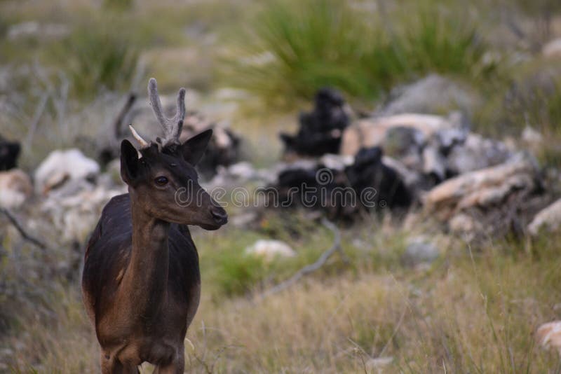 Chocolate Fallow Deer stock image. Image of fallow, male - 100543145