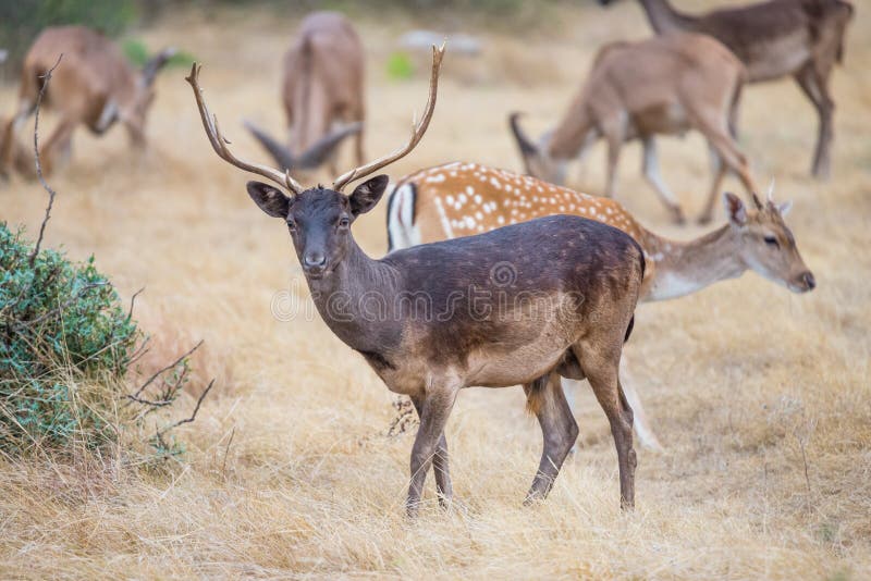 Texas Chocolate Fallow Deer Stock Image - Image of stroll, grass: 60395055