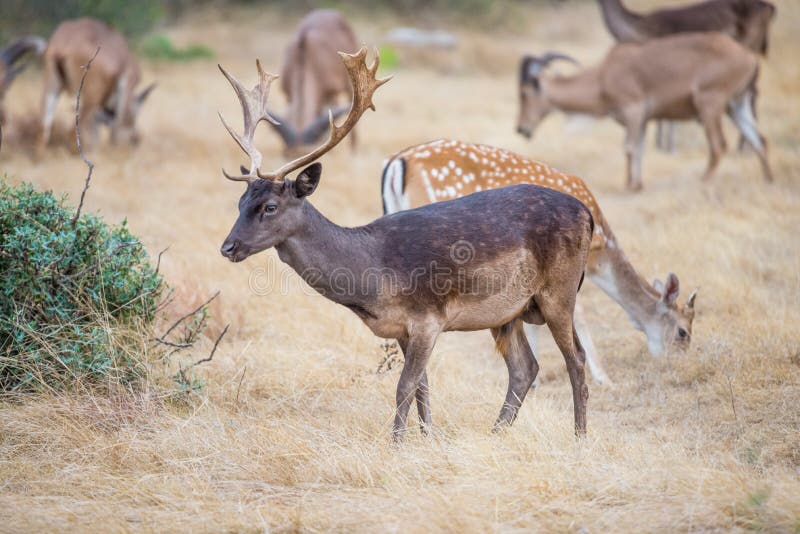 Texas Chocolate Fallow Deer Stock Image - Image of stroll, grass: 60395055