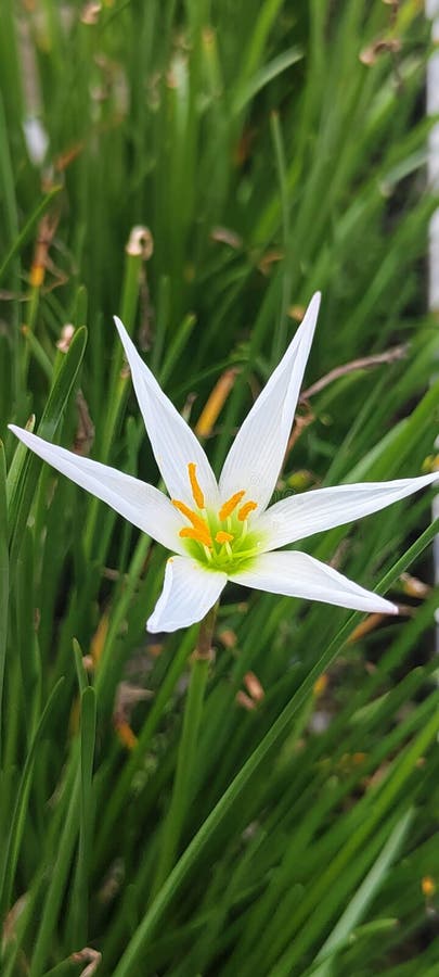 Chocolate Flower Type of Medicinal Plant Stock Photo - Image of ...