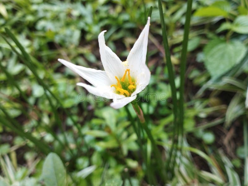 Chocolate Flower or Zephyranthes Candida is a Type of Medicinal Plant ...