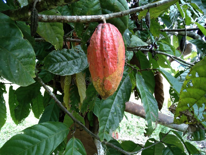 Chocolate Fruit, this Fruit is the Main Ingredient for Making Chocolate ...