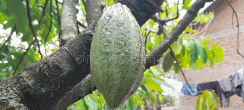 Chocolate Fruit Near the House Stock Image - Image of chocolate, fruit ...