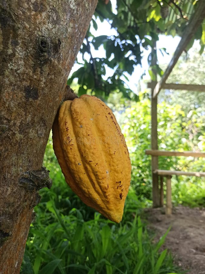 Chocolate fruit tree stock image. Image of carving, tree - 308816815