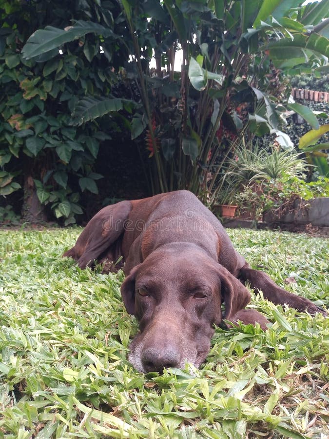 Chocolate German Shorthaired Pointer Stock Photo - Image of plant ...