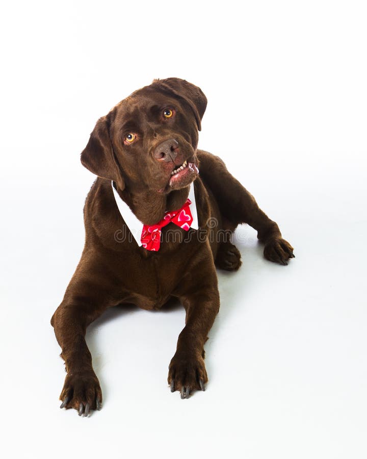 Chocolate Holiday Labrador stock photo. Image of posing - 27498934