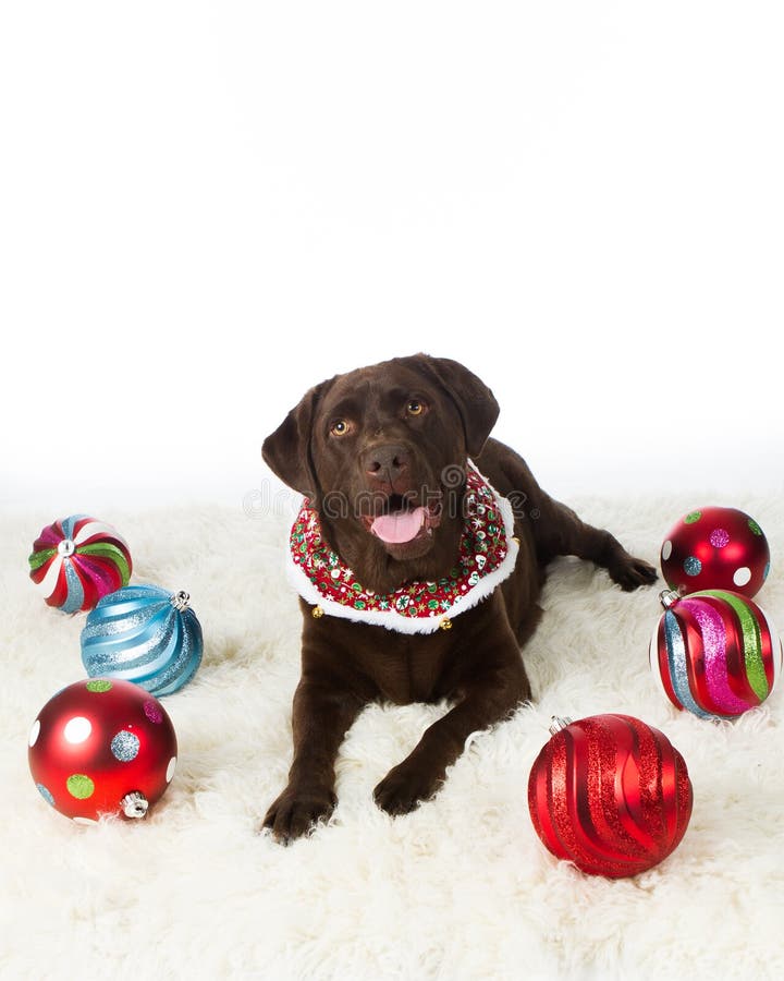 Chocolate Holiday Labrador stock photo. Image of labrador - 27498942