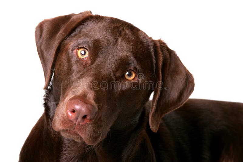 Chocolate Lab 1 stock image. Image of brown, retriever, animal - 54517