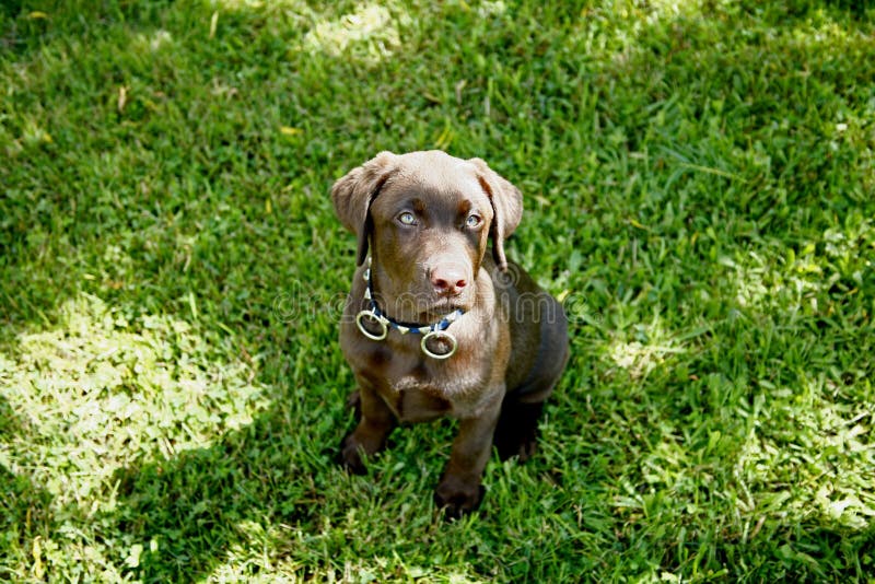 Chocolate Lab Picture. Image: 1035295