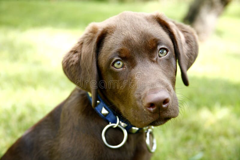 Chocolate Lab stock image. Image of train, breed, labrador - 1035307