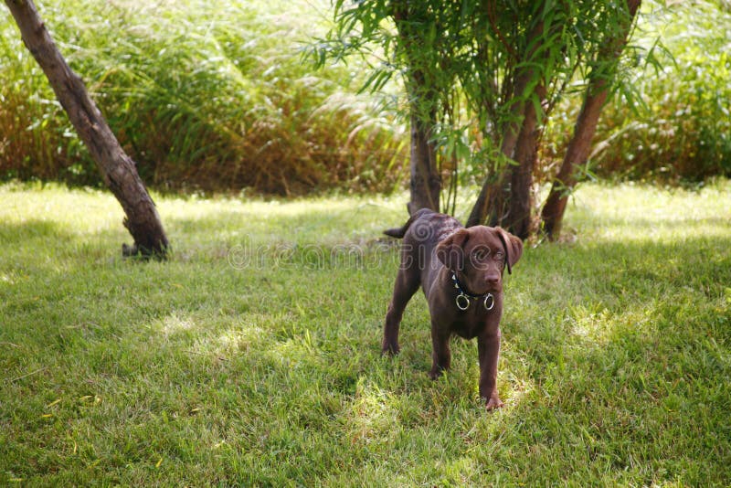 Chocolate Lab stock image. Image of labrador, animal, brown - 1035309