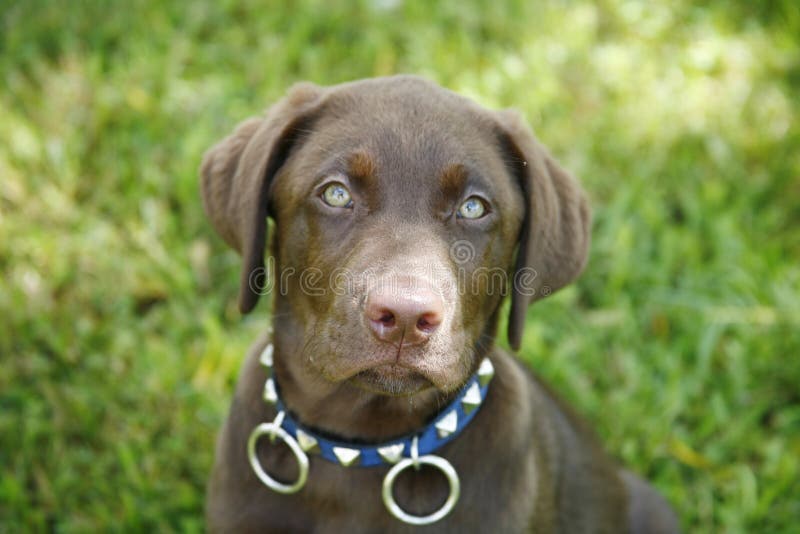 Chocolate Lab stock image. Image of friendly, animal, train - 1035303