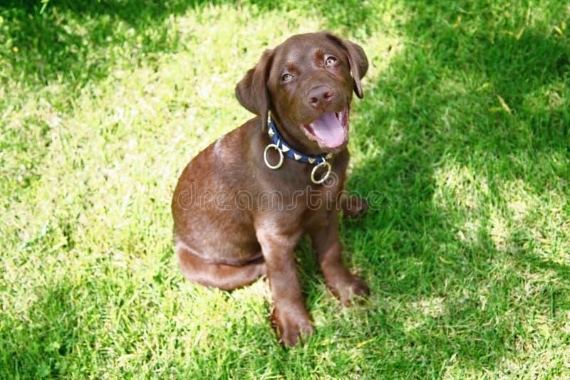 Chocolate Lab stock image. Image of friendly, animal, train - 1035303