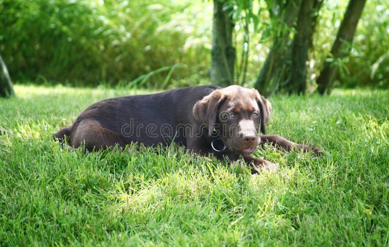 Chocolate Lab stock image. Image of friendly, animal, train - 1035303