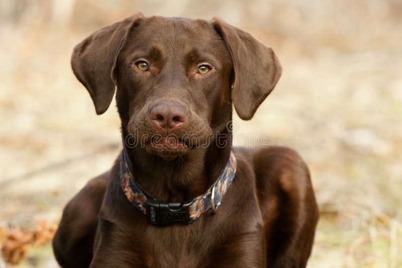 Chocolate Lab stock image. Image of brown, pooch, face - 11577749