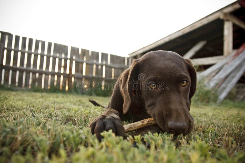 Chocolate Lab 1 stock image. Image of brown, retriever, animal - 54517