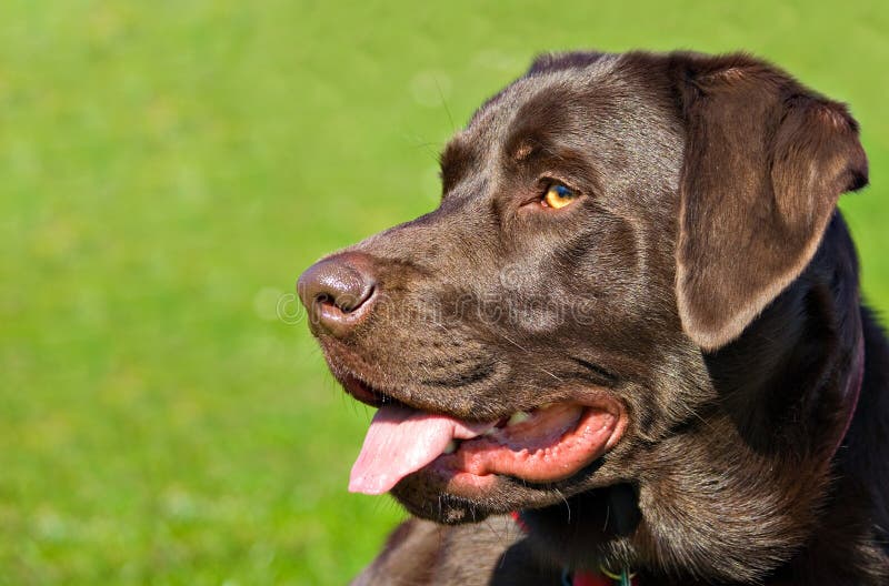 Chocolate labrador stock photo. Image of dogportrait - 95451504