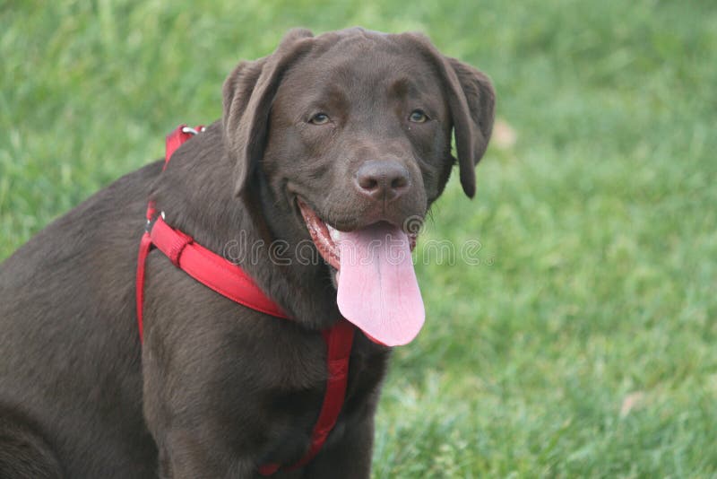 Chocolate Lab stock photo. Image of tired, tongue, animal - 24223438