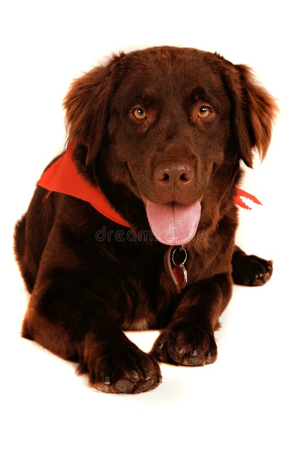 Chocolate Lab stock image. Image of scarf, animal, dogs - 5489343