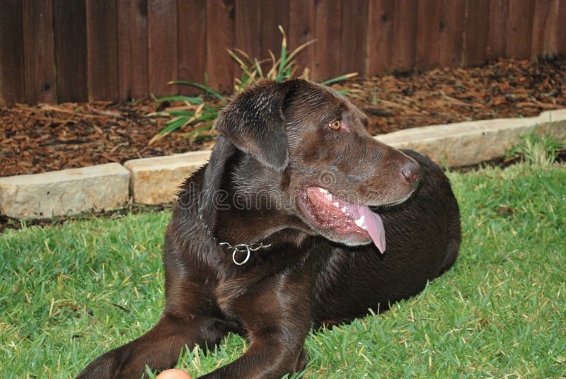 Chocolate Lab stock photo. Image of chocolate, puppy, mans - 6128632