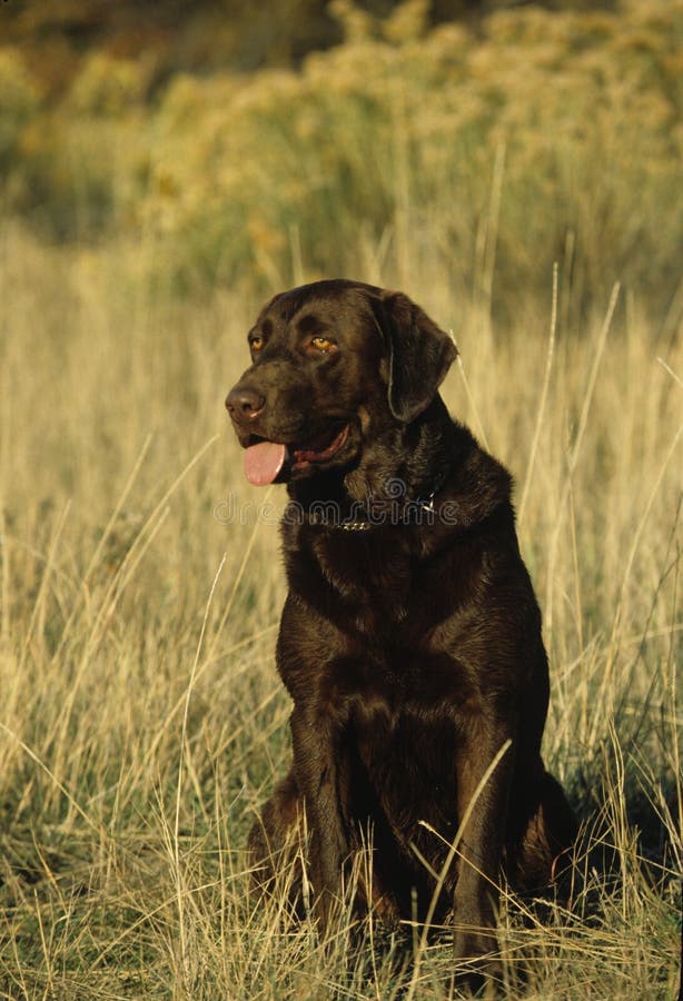 Chocolate Lab stock photo. Image of hunt, companion, labrador - 8563712