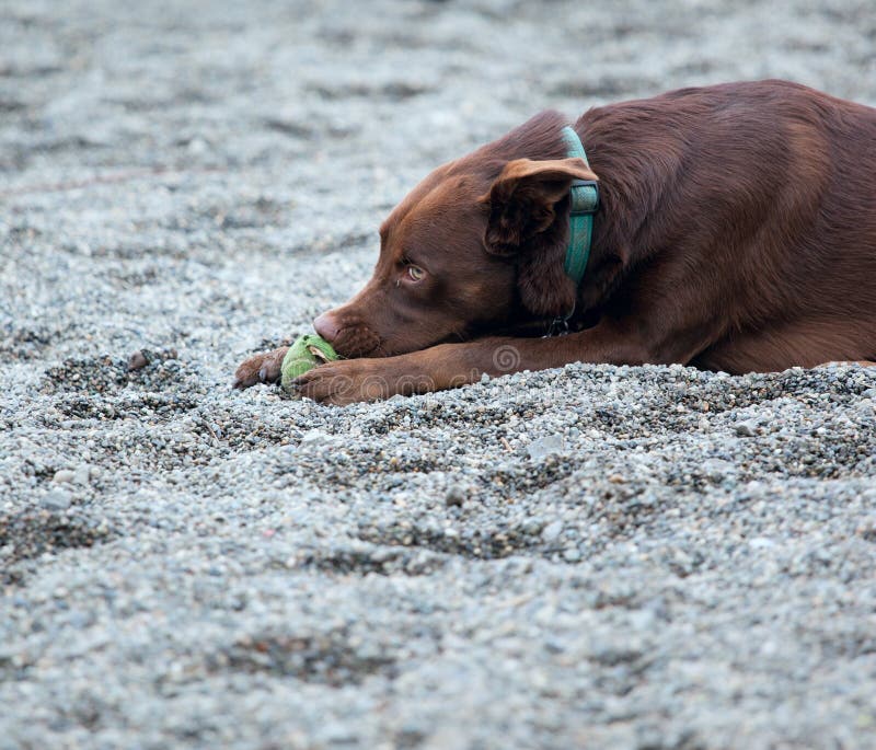 A Chocolate Lab Chewing on His Ball Stock Image - Image of play ...