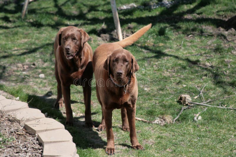 Chocolate_lab_dogs stock image. Image of backyard, time - 58550323
