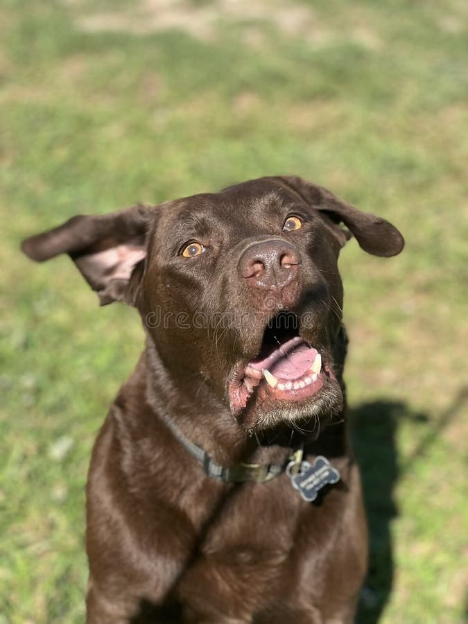 Chocolate lab excited stock image. Image of mammal, hound - 388009229