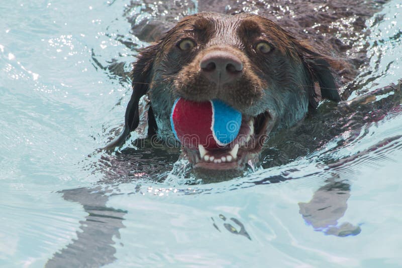 Chocolate lab got the ball stock photo. Image of pool - 76270460
