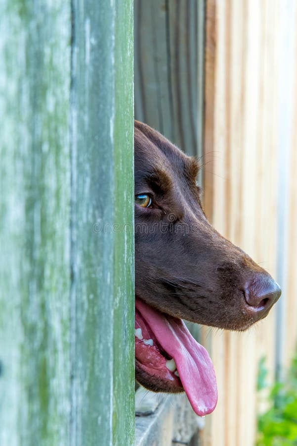 Chocolate Lab with Head through a Wood Fence Stock Photo - Image of ...