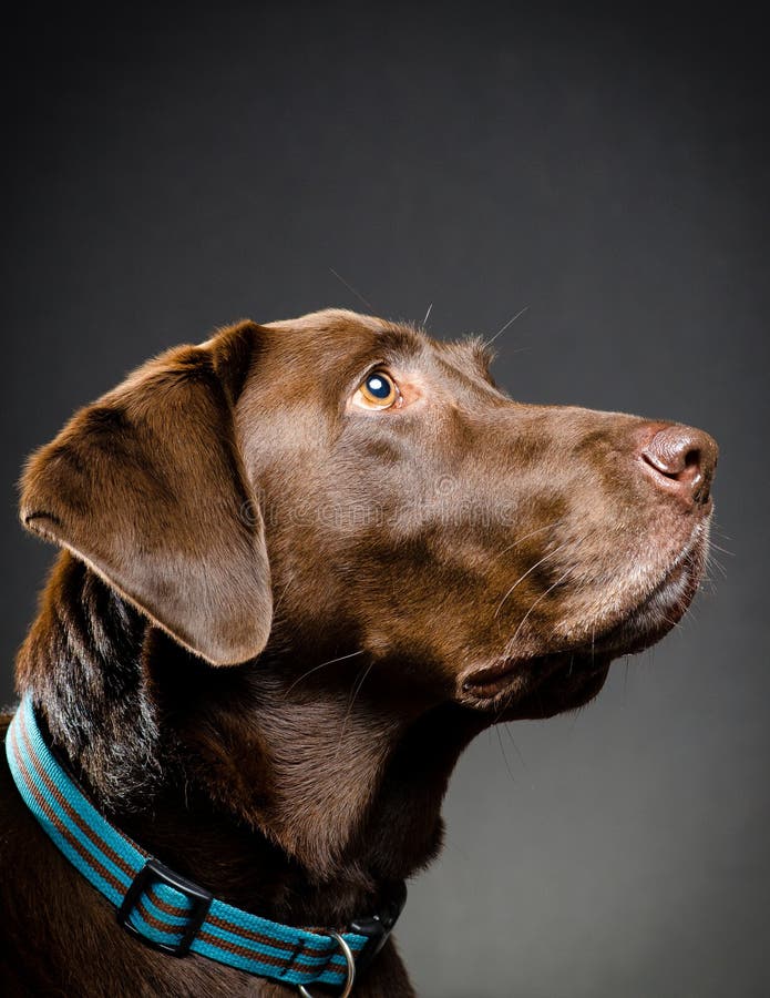 Chocolate lab stock image. Image of eyes, hair, family - 44132389