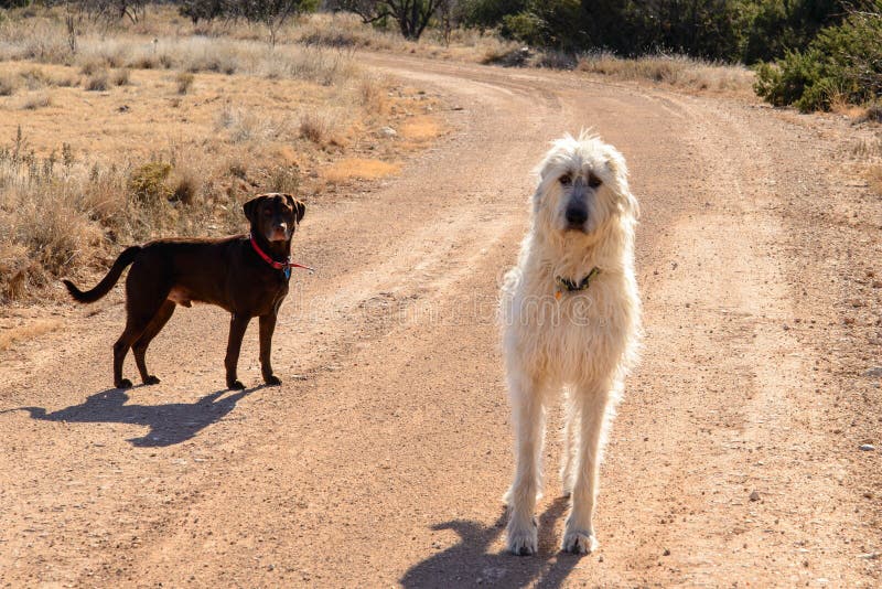 Chocolate Lab and Irish Wolfhound Playing Outdoors on a Dirt Road Stock ...