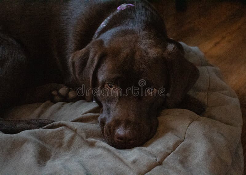 Dog Napping on Bed stock image. Image of chocolate, eyes - 151266909