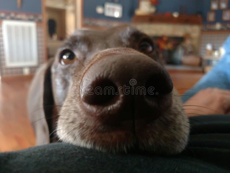 Chocolate labrador stock photo. Image of domestic, housedog - 82215768