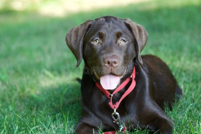 Chocolate labrador panting stock photo. Image of summer - 22445292