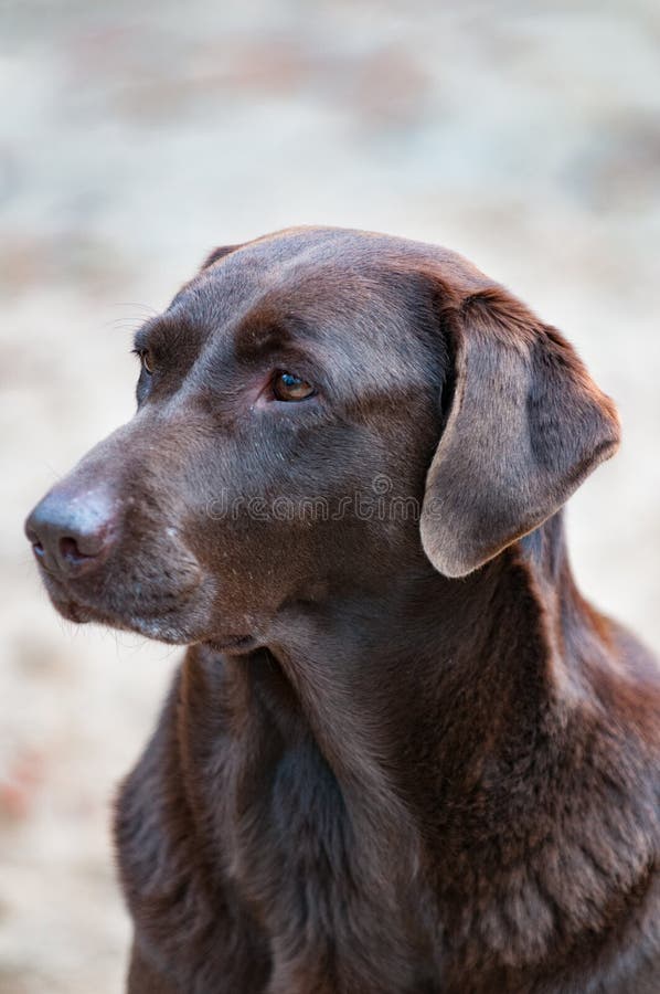 Chocolate Lab stock image. Image of indoors, studio, breed - 69800245
