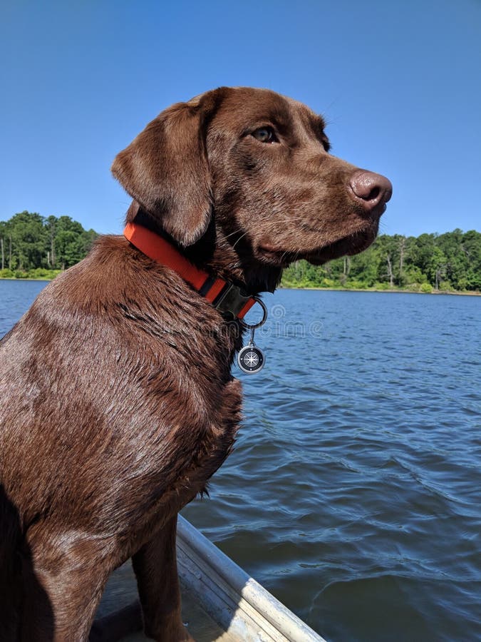 Chocolate Lab on Lake stock image. Image of chocolate - 123241285