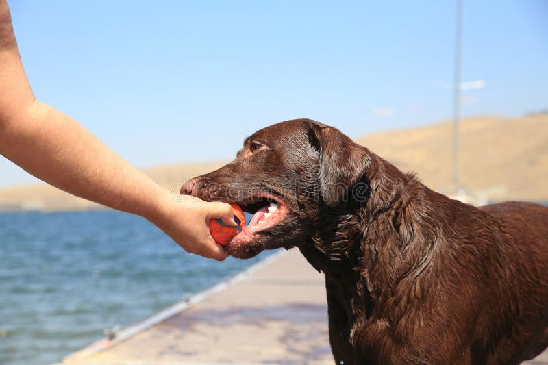 Chocolate Lab Playing on a Dock with Her Owner Stock Image - Image of ...