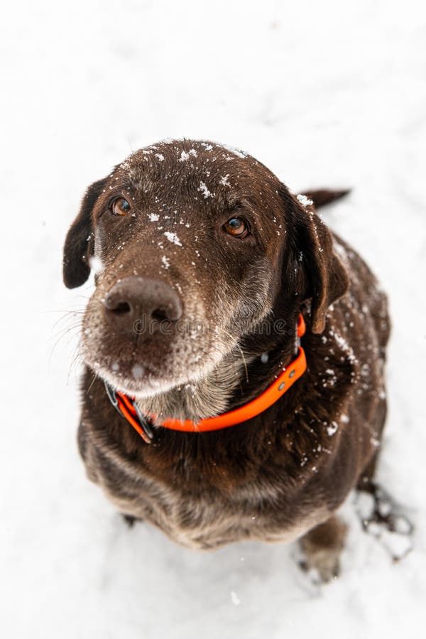 Chocolate Lab stock photo. Image of nose, winter, brown - 229124720