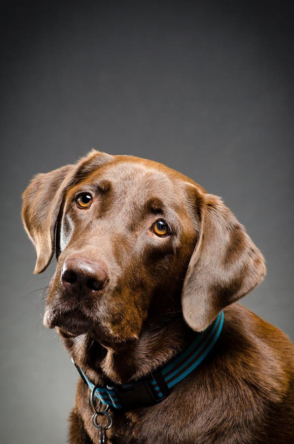 Chocolate lab portrait stock photo. Image of beautiful - 44132428
