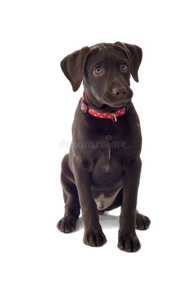 2,846 Chocolate Lab Puppy Stock Photos - Free & Royalty-Free Stock ...