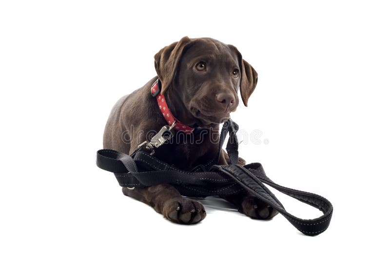 2,749 Chocolate Lab Puppy Stock Photos - Free & Royalty-Free Stock ...