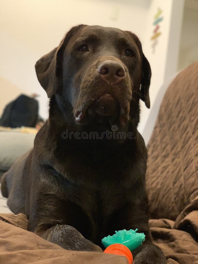 Chocolate Lab Puppy stock photo. Image of chocolate - 147742218