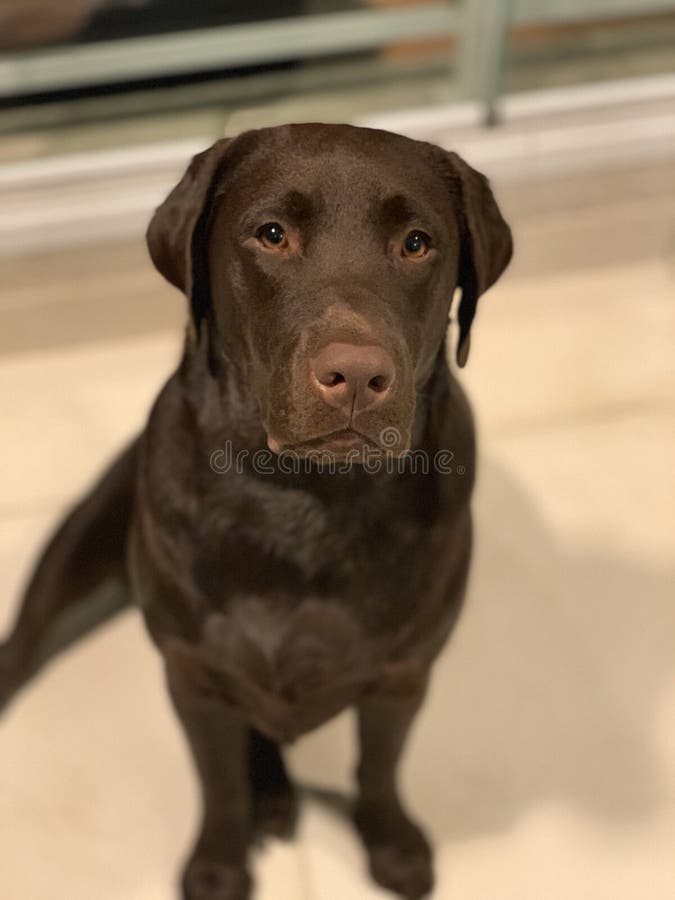2,712 Chocolate Lab Puppy Stock Photos - Free & Royalty-Free Stock ...