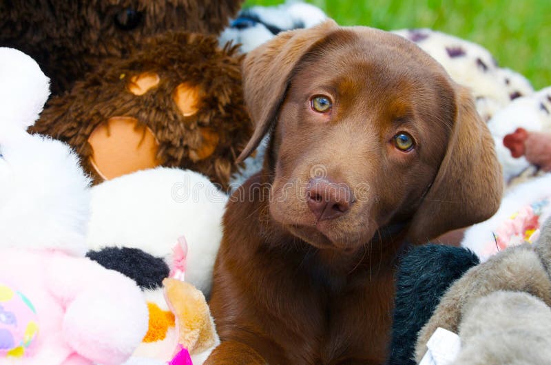 Chocolate Lab Puppy with Toys. Stock Photo - Image of puppy, retriever ...