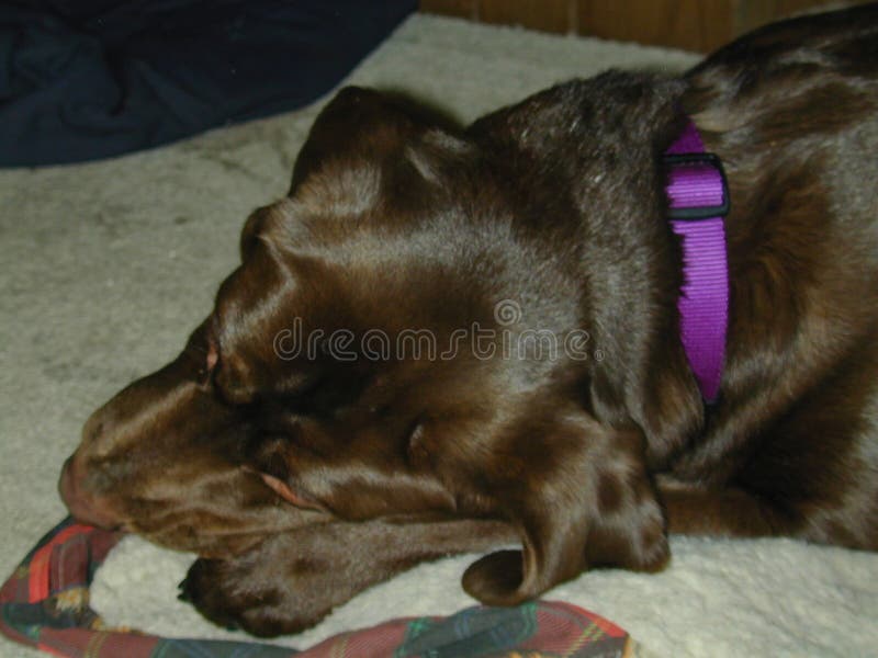 Chocolate Lab with Purple Collar Sleeping Stock Photo - Image of beach ...