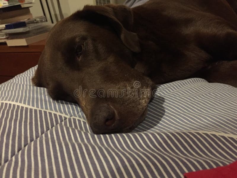 Chocolate Lab sleeping stock photo. Image of striped - 107896250