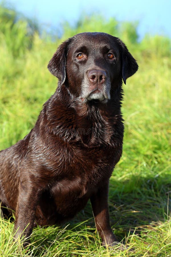 Chocolate lab stares stock photo. Image of morning, breed - 77072686