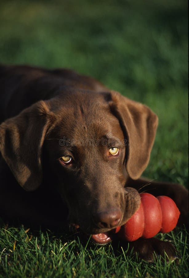 Chocolate Lab with toy stock image. Image of friend, chocolate - 8707231